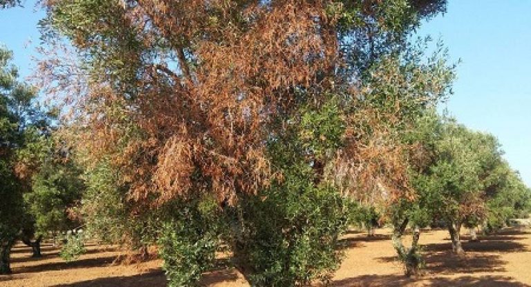 Emergenza Xylella, il batterio infetta altri 75 alberi tra Fasano e ...